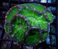 Australia Fish and Corals - Marine Aquarium