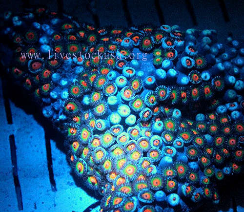 Polyp Rocks - Zoanthids - Palythoa - Star Polyps - Marine Aquarium