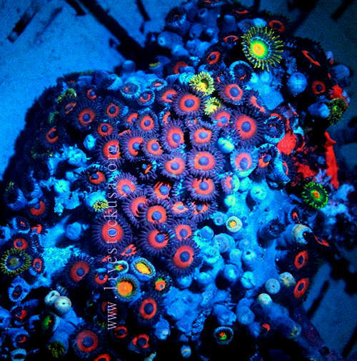 Polyp Rocks - Zoanthids - Palythoa - Star Polyps - Marine Aquarium