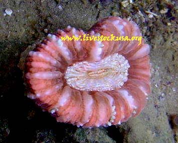 Coral Identification Photos - Marine Aquarium - Cynarina - www ...