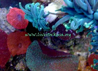Coral Identification Photos - Marine Aquarium Reference